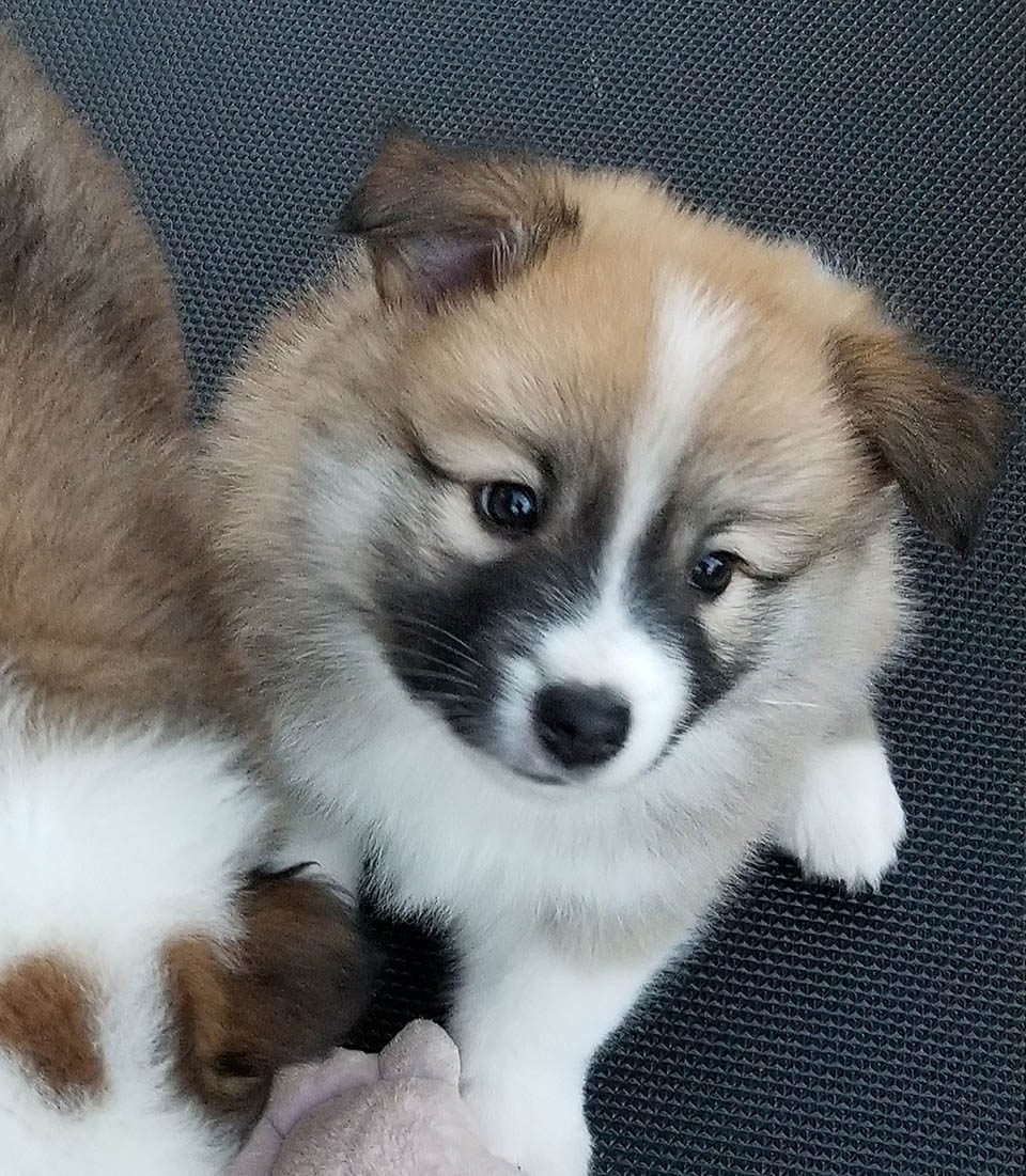 The Icelandic Sheepdog – Vali Icelandics