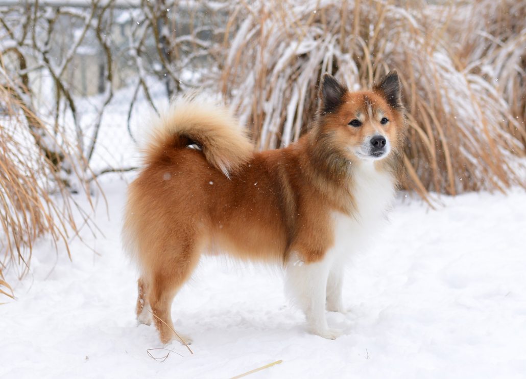 Thorri – Vali Icelandics